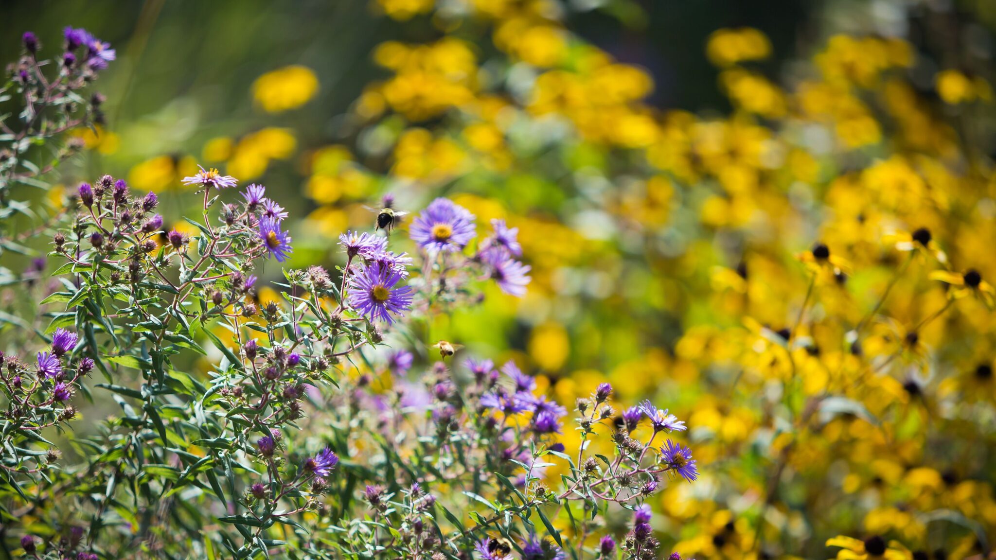 Exploring the Best Hiking Trails in and Around Mount Horeb, Wisconsin ...